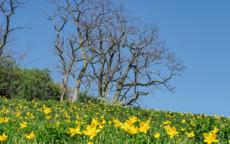 Schön und ungewöhnlich | Robin Wood